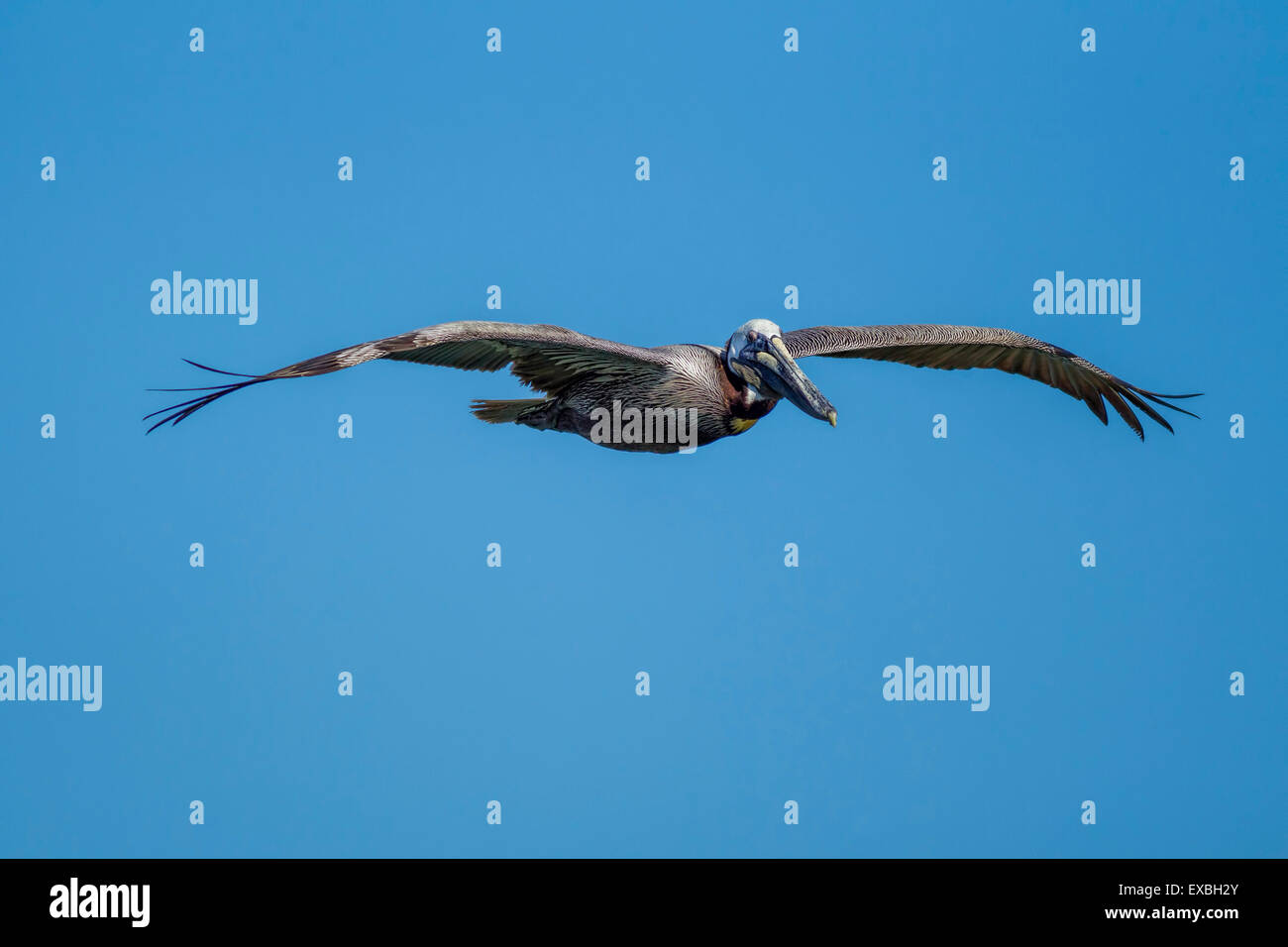 Flight fauna hi-res stock photography and images - Alamy