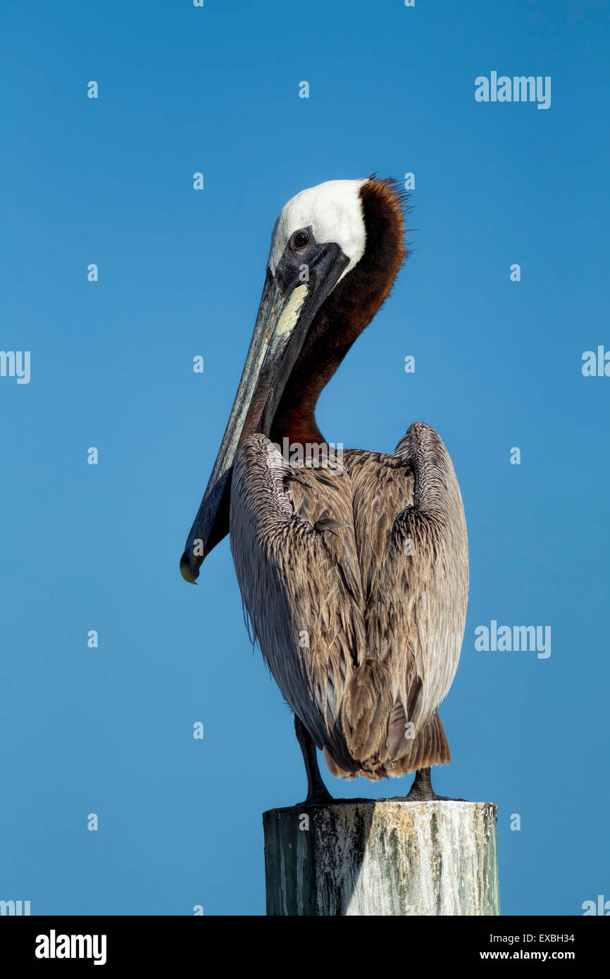 Pretty pelican perched on post Stock Photo - Alamy
