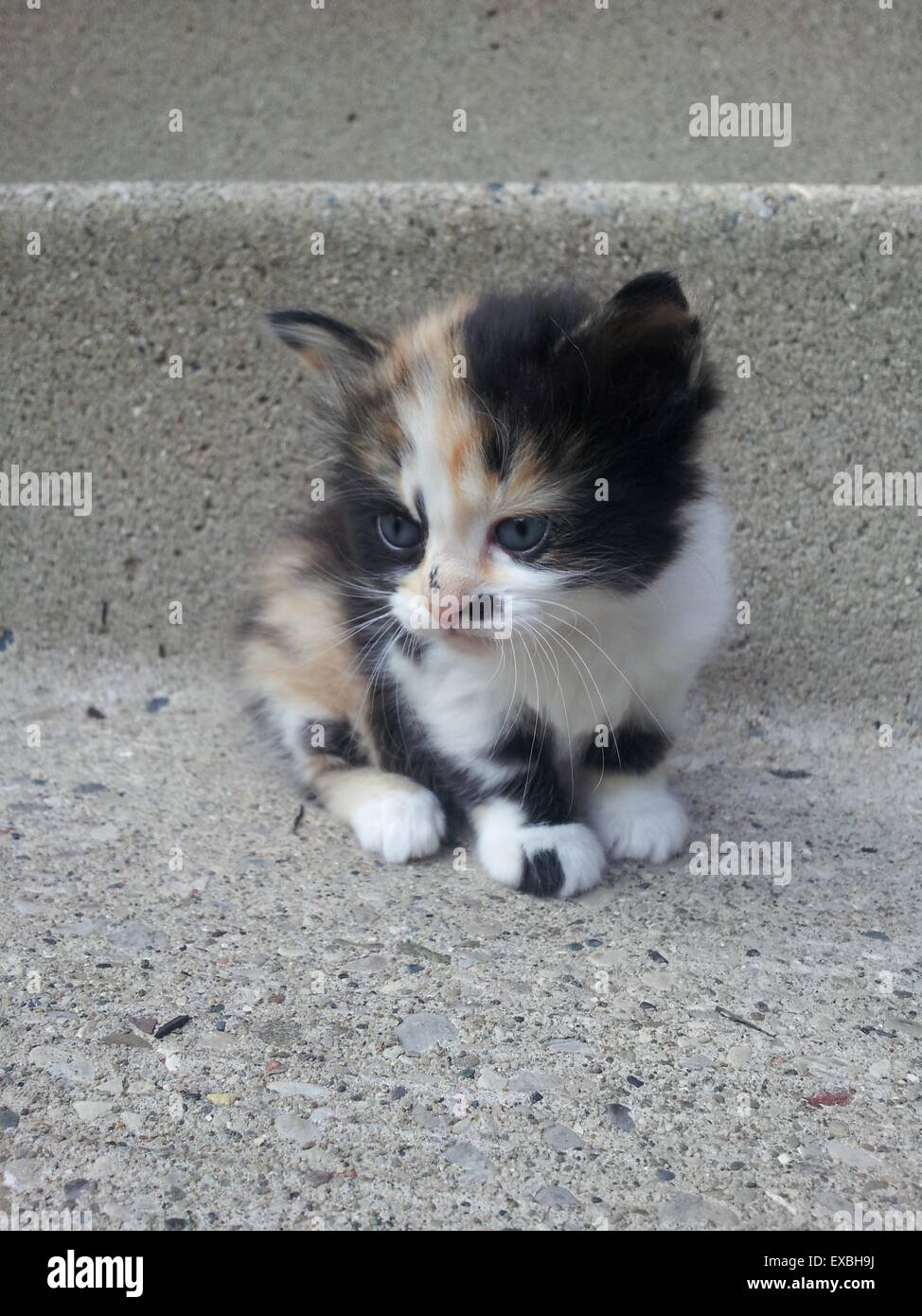 Kitten sitting on steps Stock Photo - Alamy