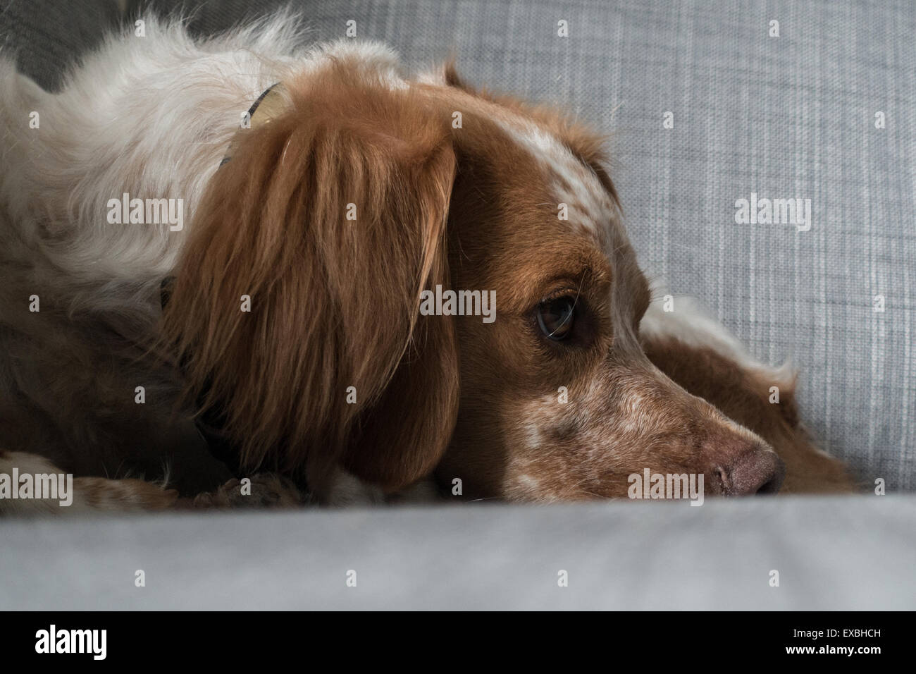 Resting tired hi-res stock photography and images - Alamy