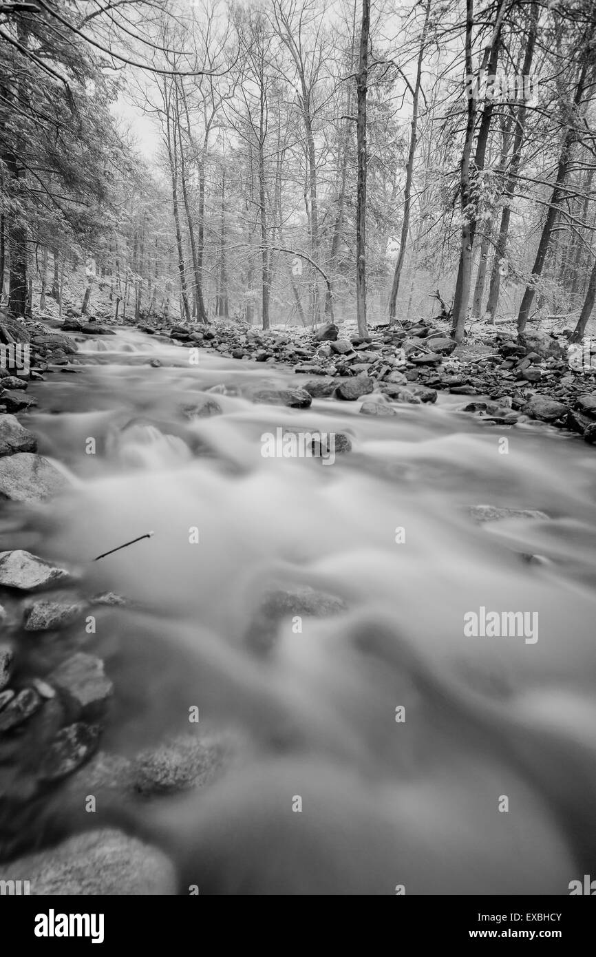 Beautiful view of the flowing forest creek Stock Photo - Alamy