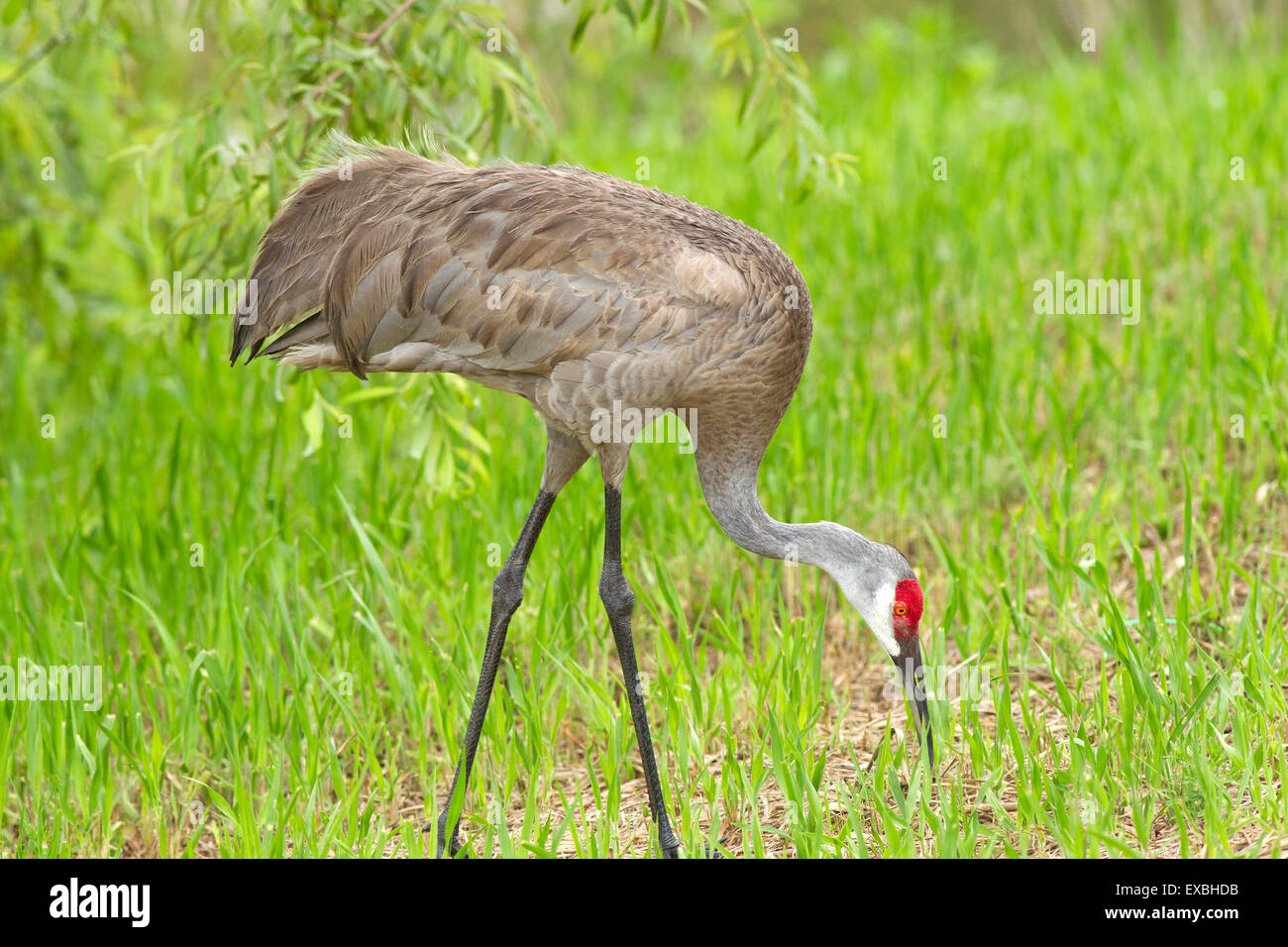 Crane looking for food Stock Photo - Alamy