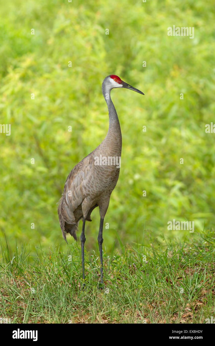 Portrait of sandhill crane Stock Photo - Alamy