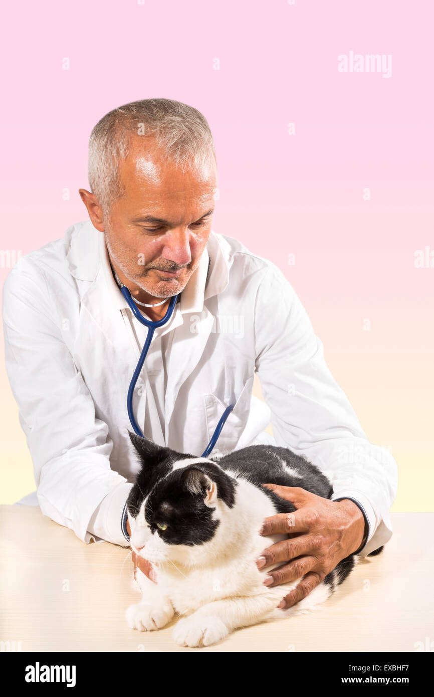 Black veterinary medicine hospital clinic hi-res stock photography and ...