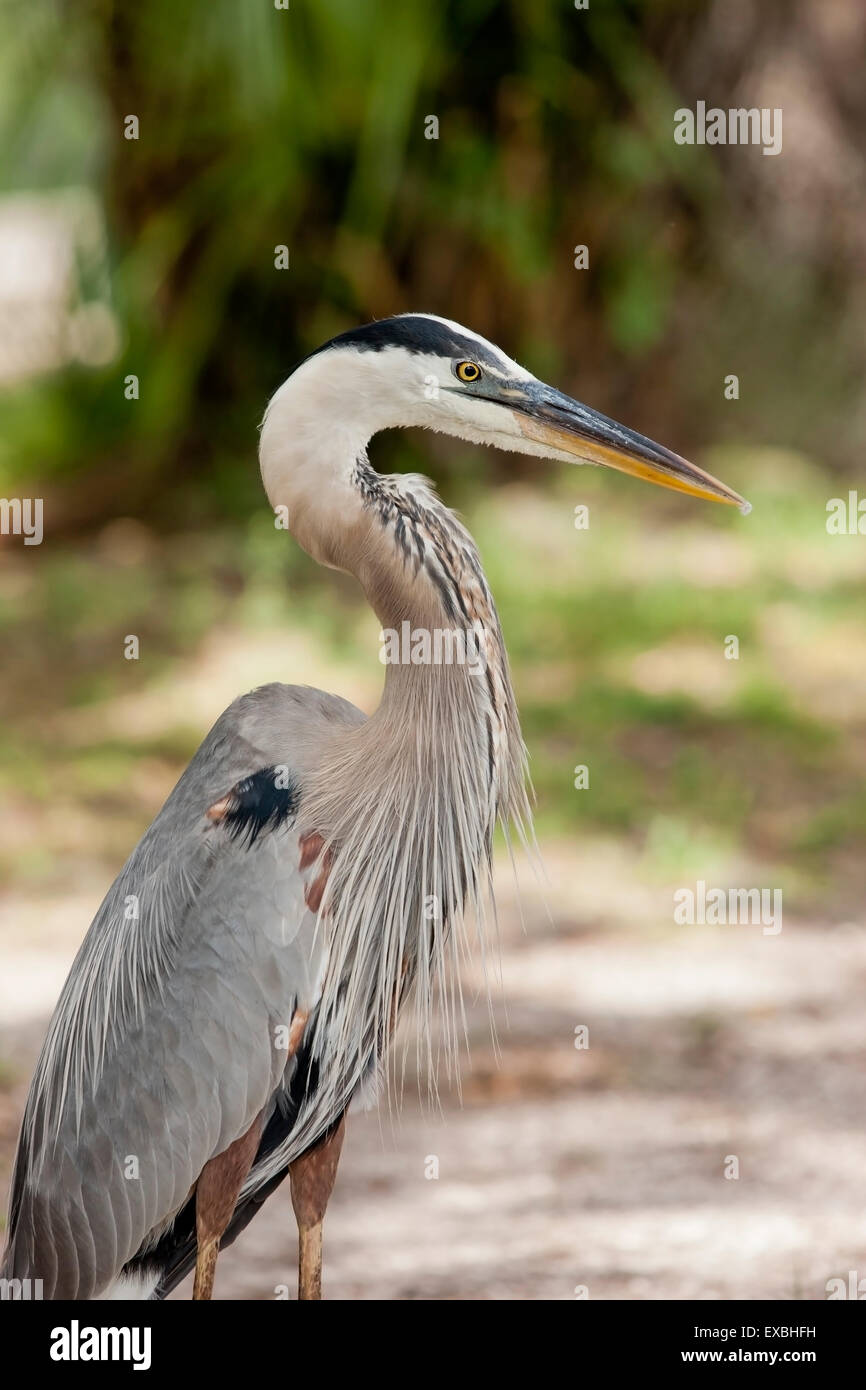 Close up profile of heron Stock Photo - Alamy