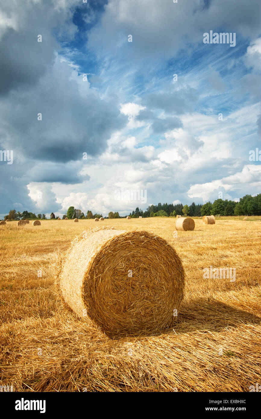 Hay bales with blue sky Stock Photo - Alamy