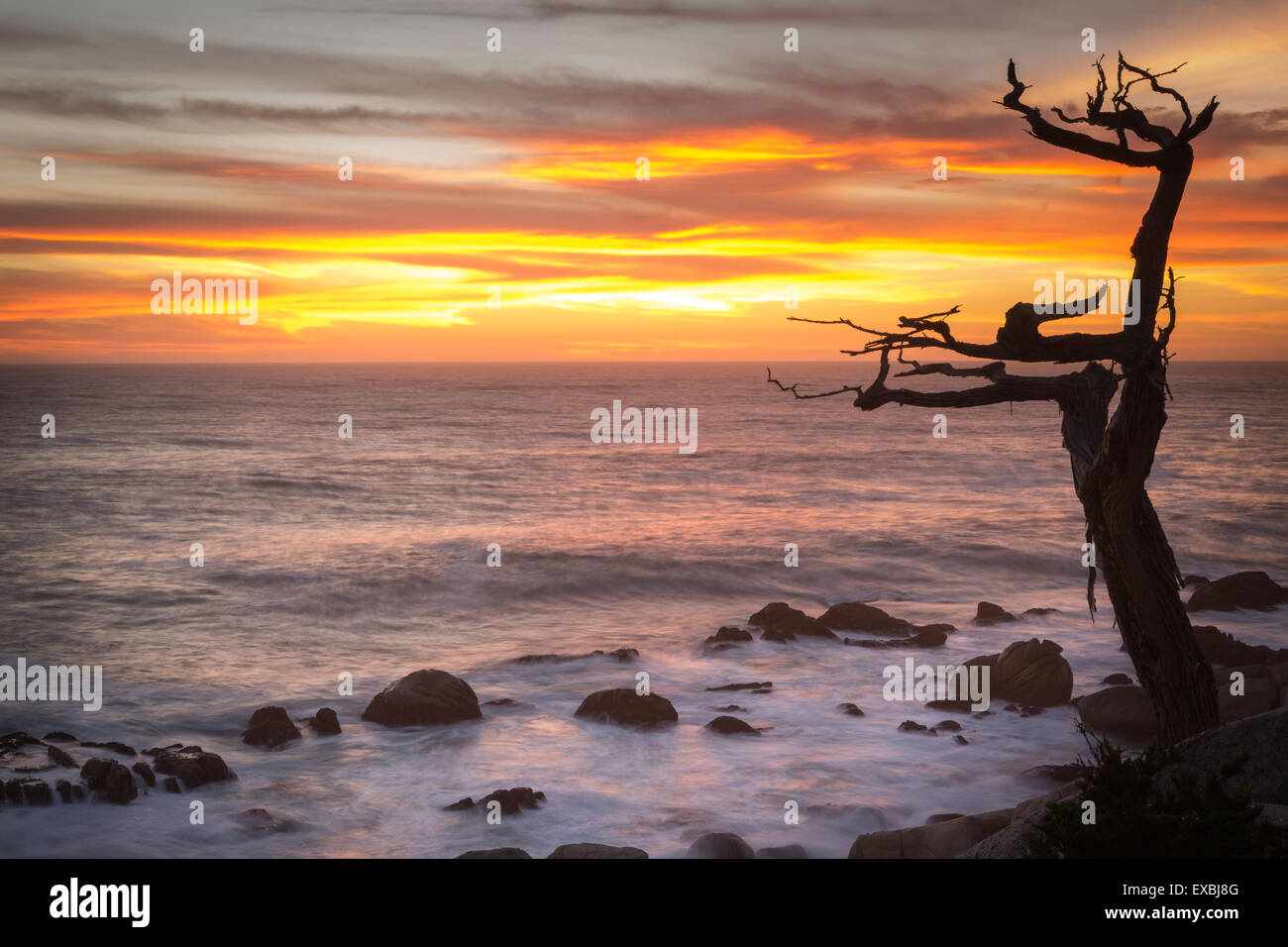 Sea sunset silhouette tree hi-res stock photography and images - Alamy