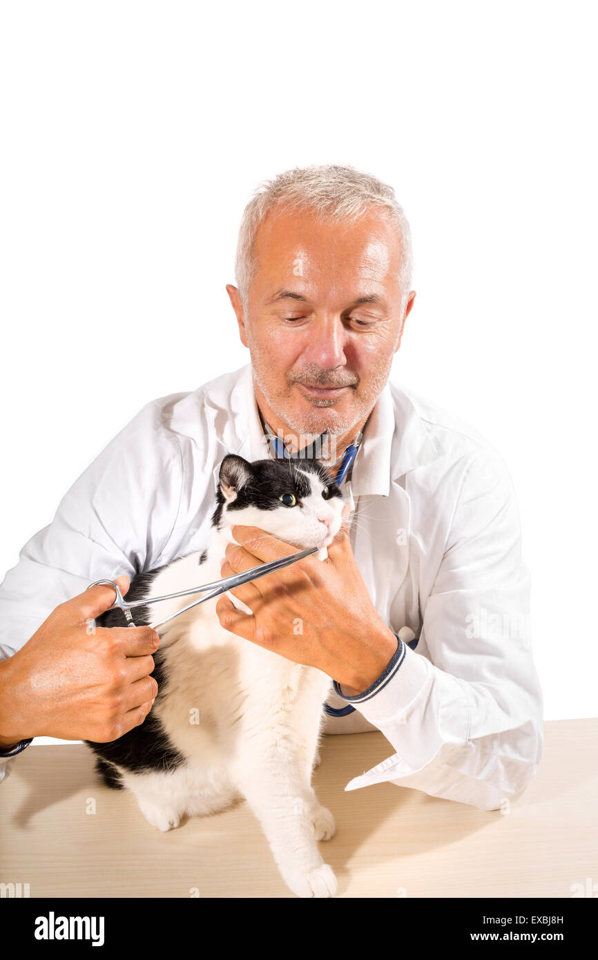 Veterinarian caring cat Stock Photo - Alamy