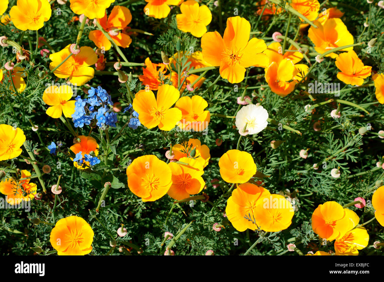 California poppy variety hi-res stock photography and images - Alamy