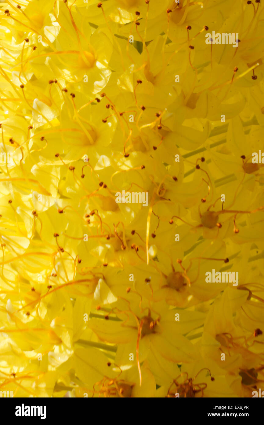 Eremurus yellow hi-res stock photography and images - Alamy