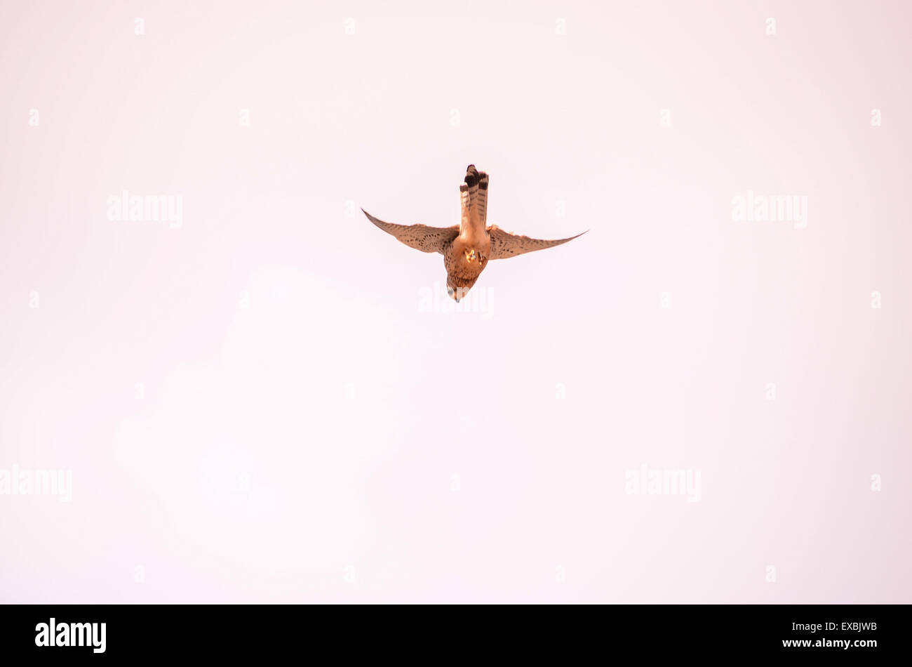 Common Kestrel Hawk Bird Stock Photo - Alamy