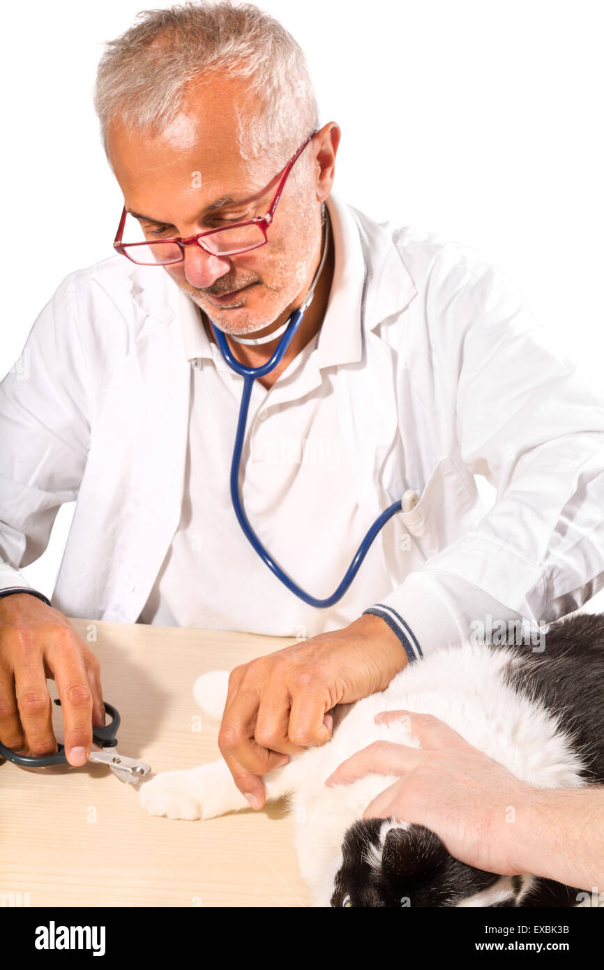 Vet trimming claws Stock Photo - Alamy