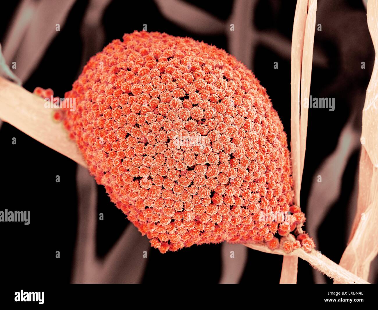 Fungal hyphae micrograph hi-res stock photography and images - Alamy