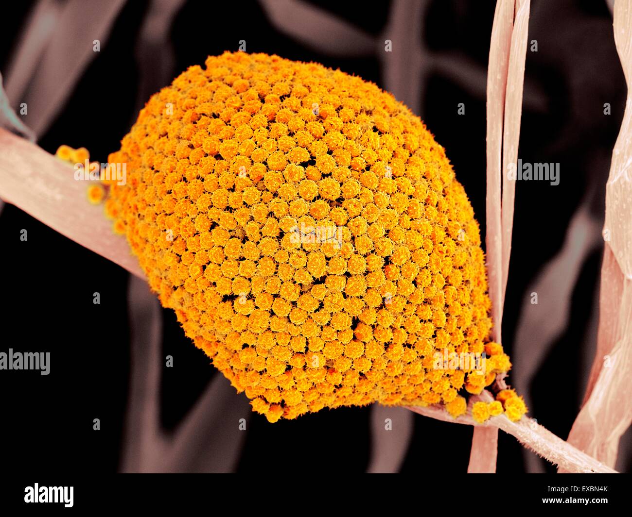 Coloured scanning electron micrograph (SEM) of fungal cells. At centre ...
