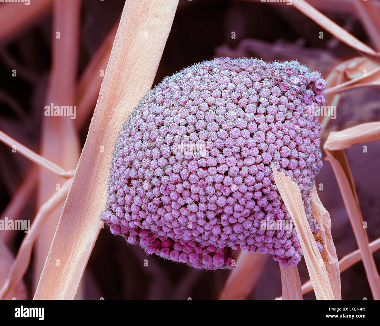 Fungal hyphae micrograph hi-res stock photography and images - Alamy
