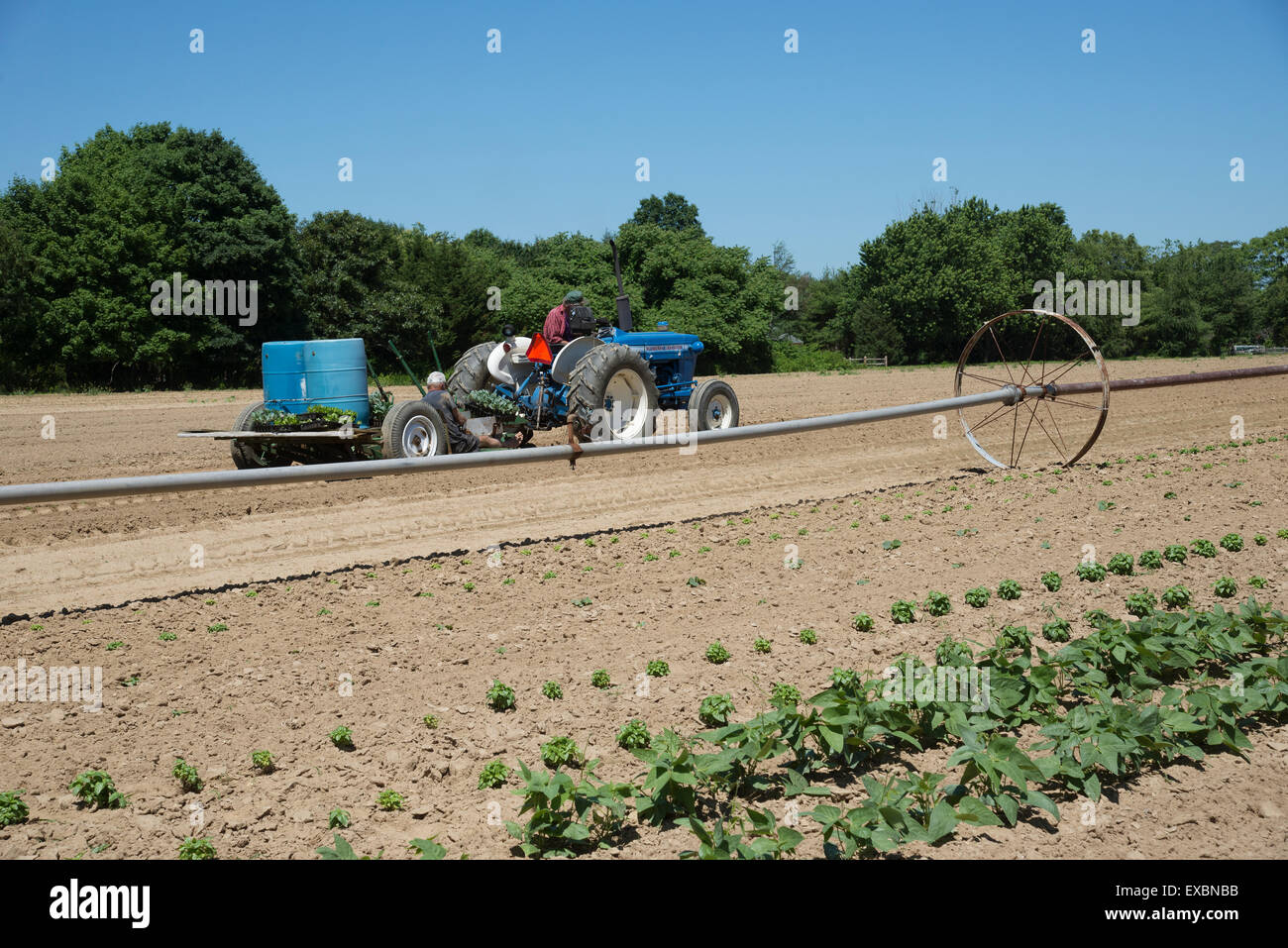 Planting seedlings from a tractor trailer on a farm in the North Fork ...