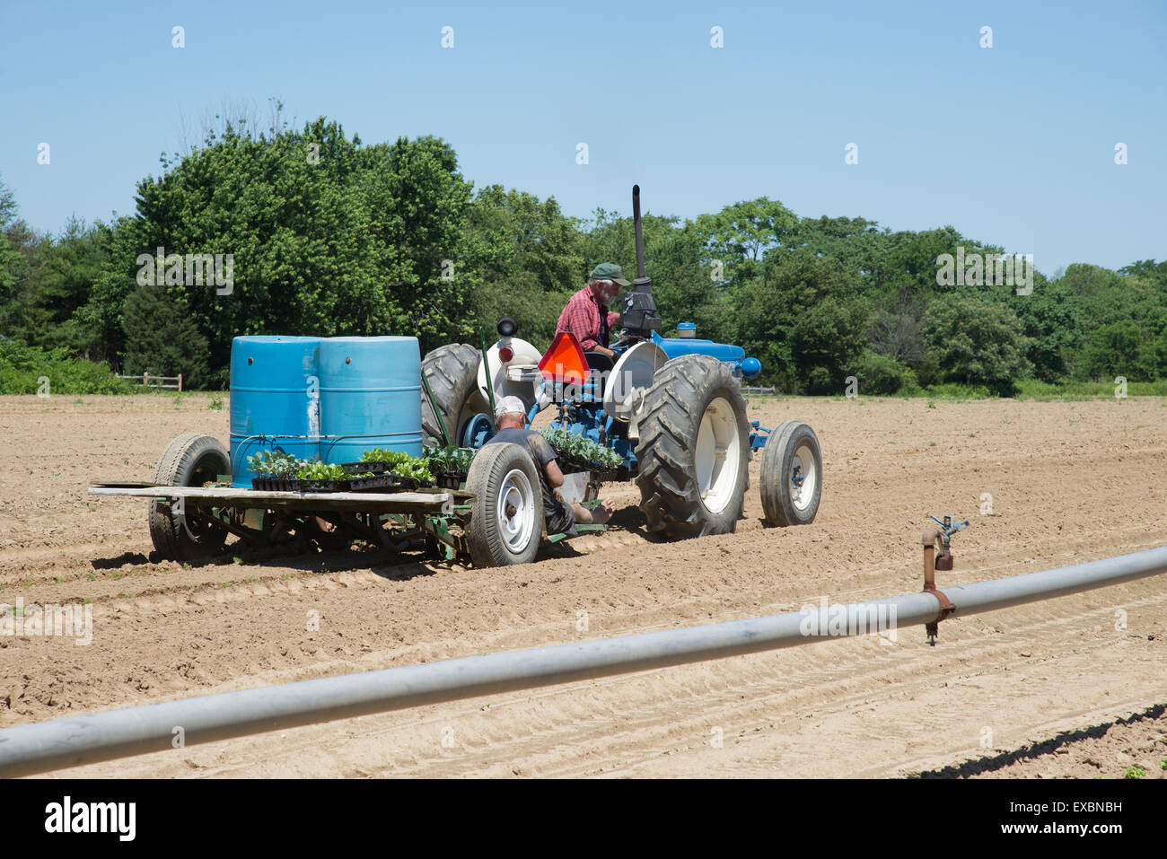 Planting seedlings from a tractor trailer on a farm in the North Fork ...