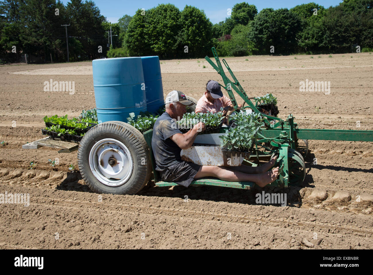 Planting seedlings from a tractor trailer on a farm in the North Fork ...