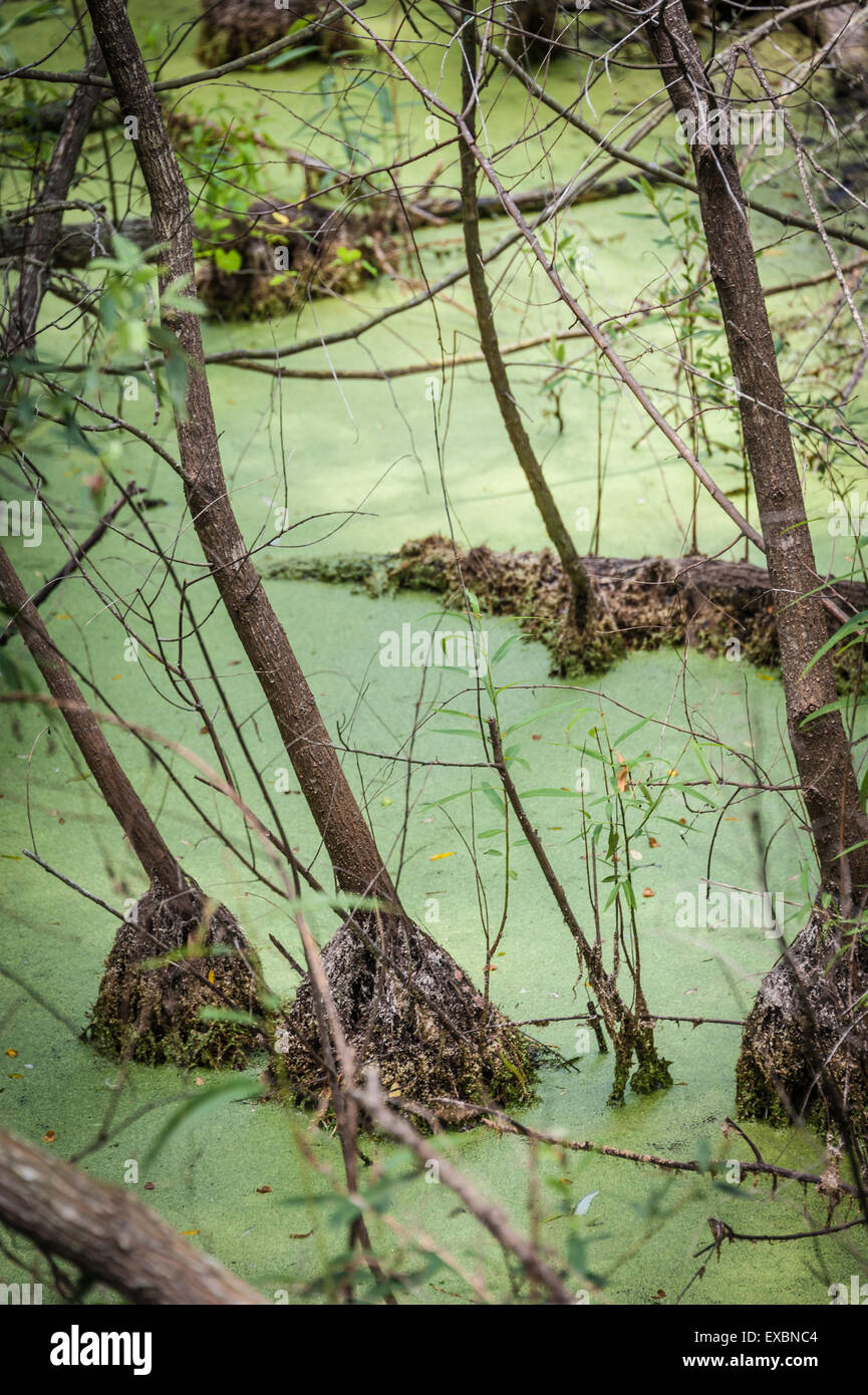 Green algae covers the surface of the water in the marshland swamp at ...