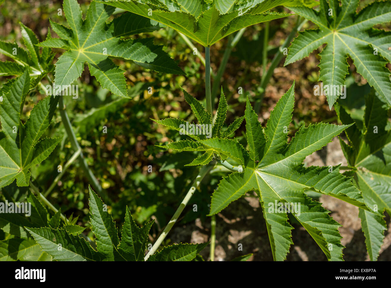 Castor oil plant and seeds, Ricinus communis Stock Photo - Alamy
