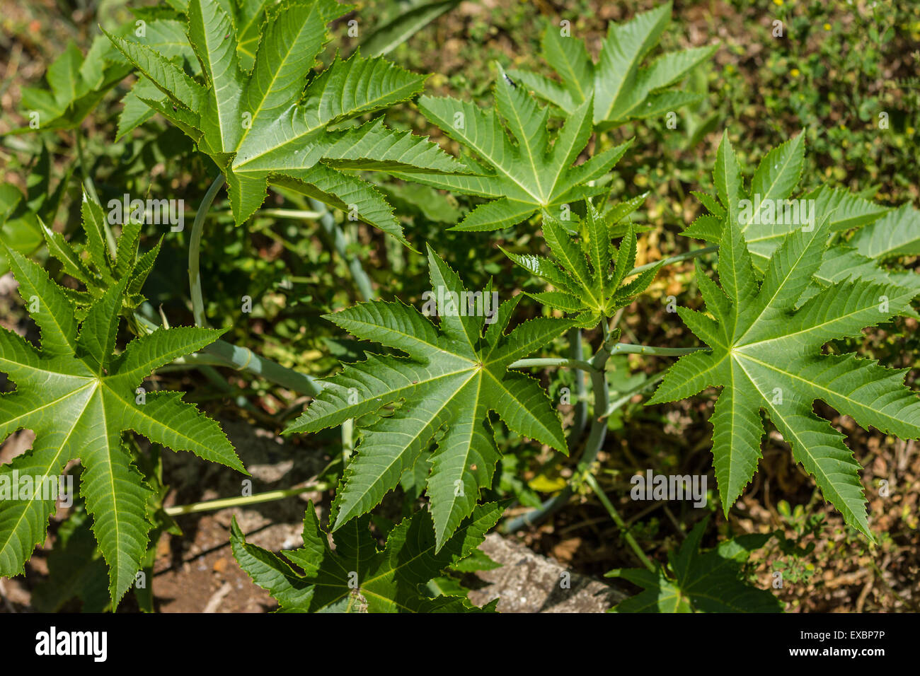 Castor oil plant and seeds, Ricinus communis Stock Photo - Alamy