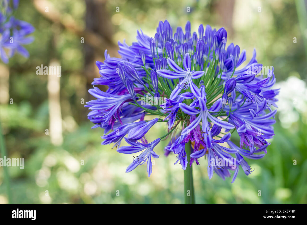 New fresh lily flowers hi-res stock photography and images - Alamy