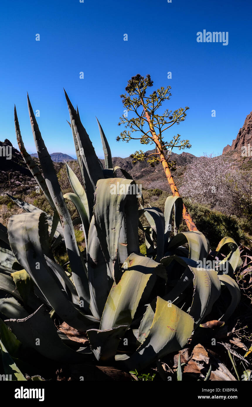 Green Agave Plant Cactus Stock Photo - Alamy