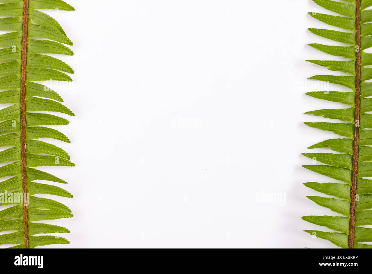 plants forming frame for design Stock Photo - Alamy