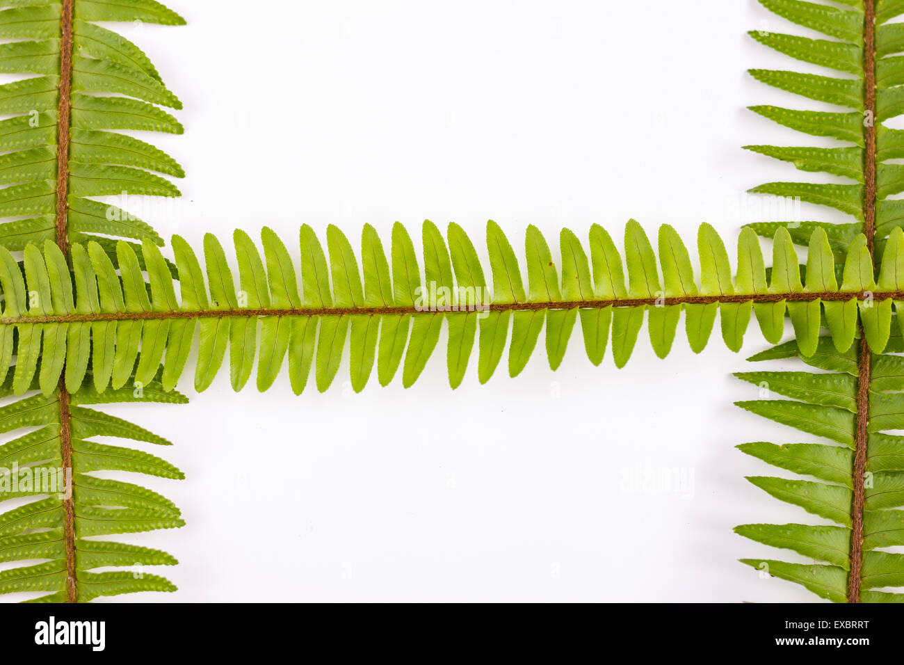 plants forming frame for design Stock Photo - Alamy