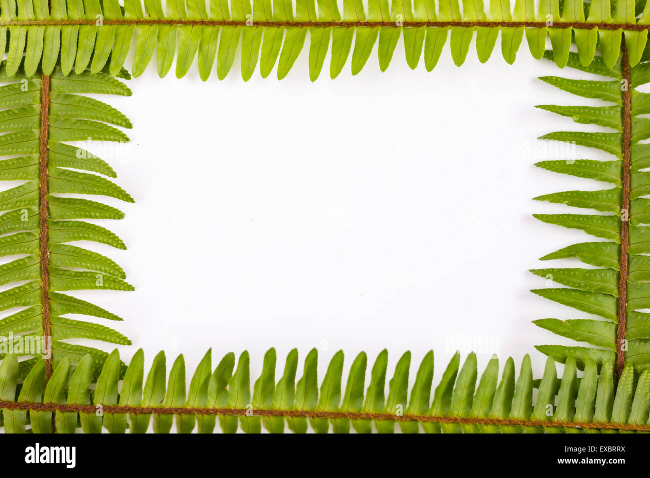 plants forming frame for design Stock Photo - Alamy