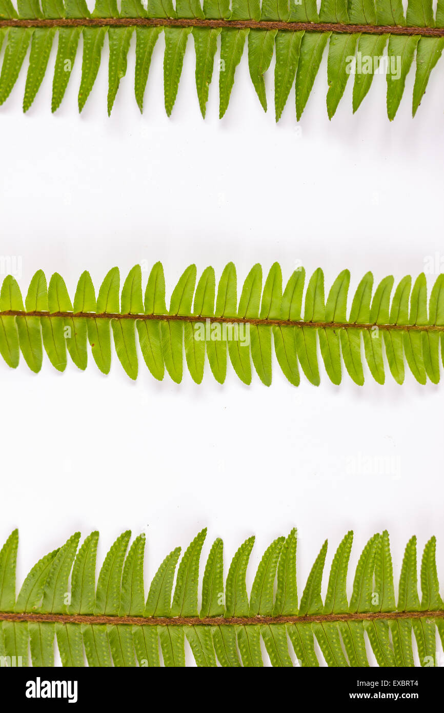 Nature elements creating frame with white background Stock Photo - Alamy