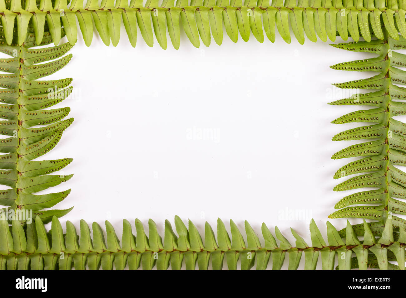 Nature elements creating frame with white background Stock Photo - Alamy