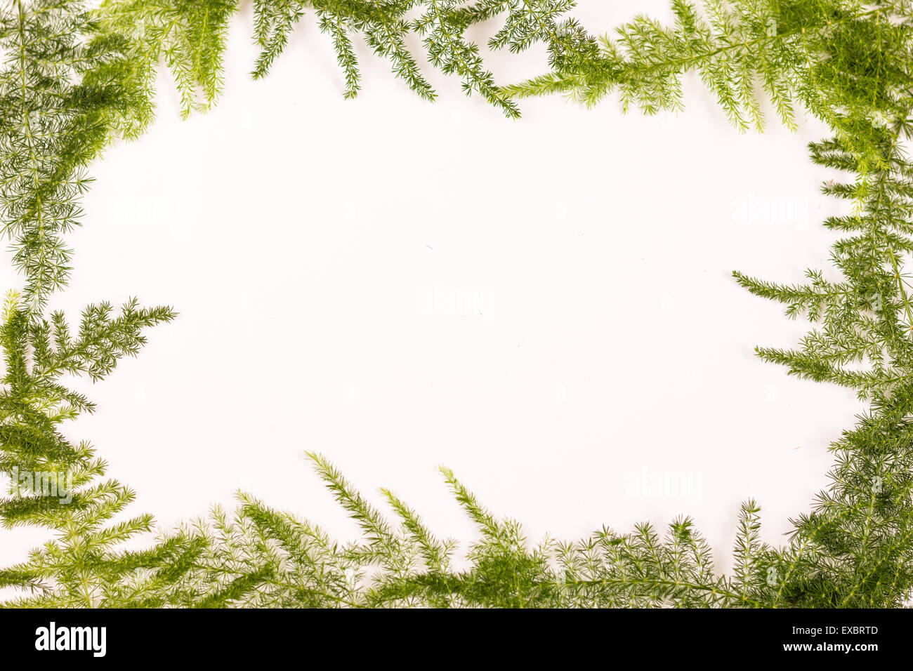 plants forming frame for design Stock Photo - Alamy