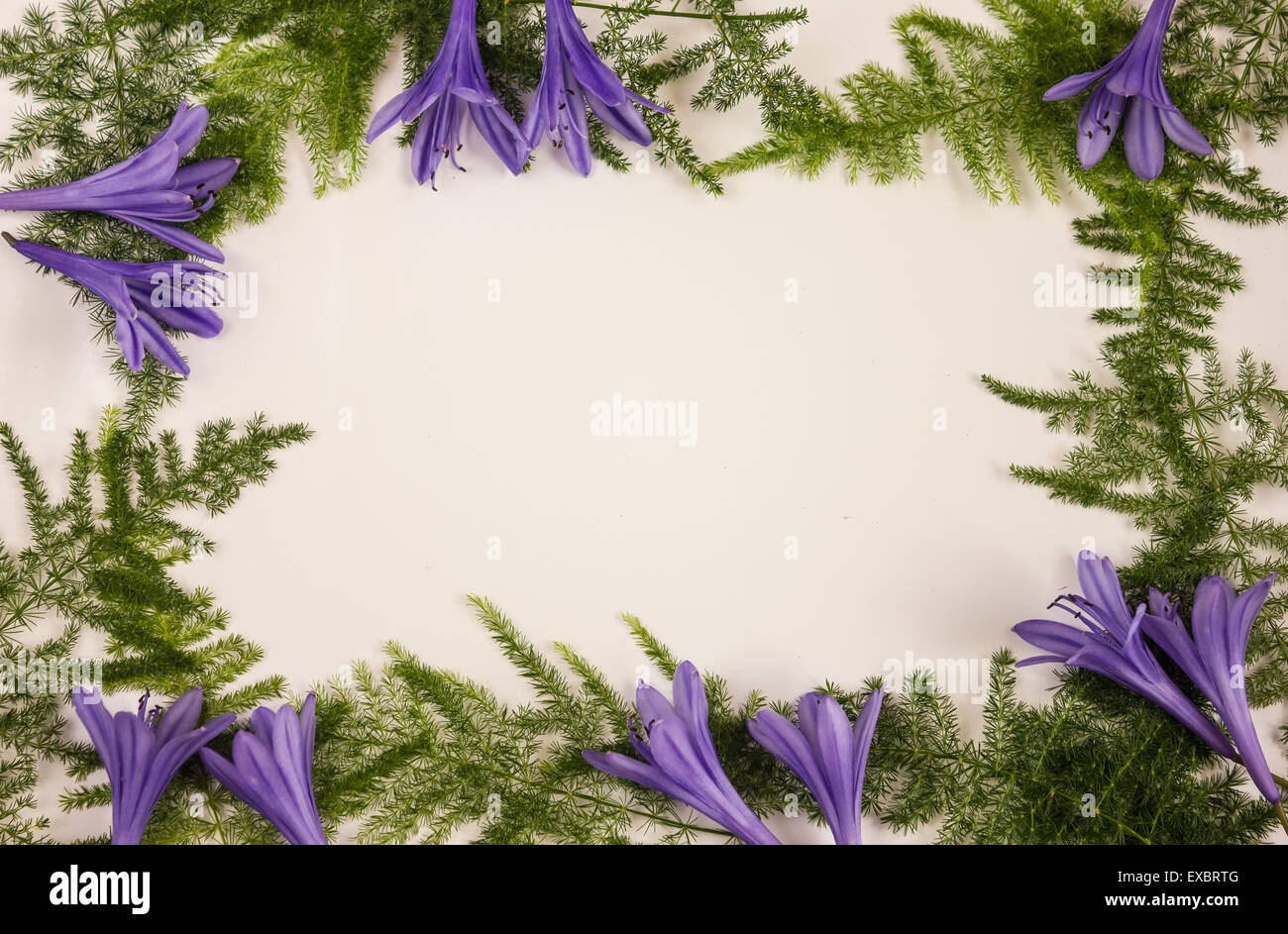 plants forming frame for design Stock Photo - Alamy