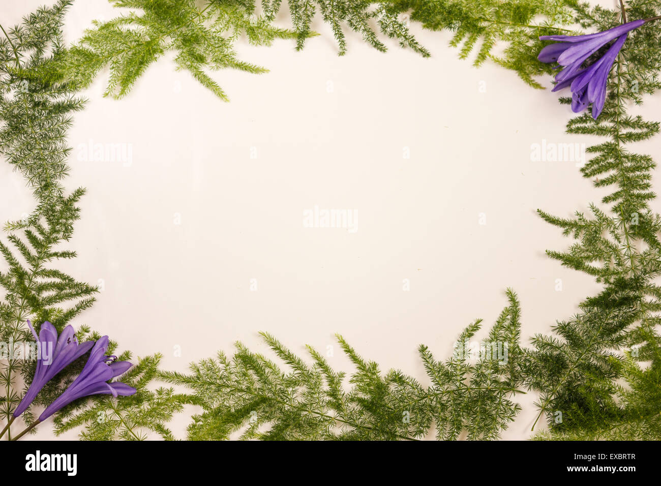 plants forming frame for design Stock Photo - Alamy