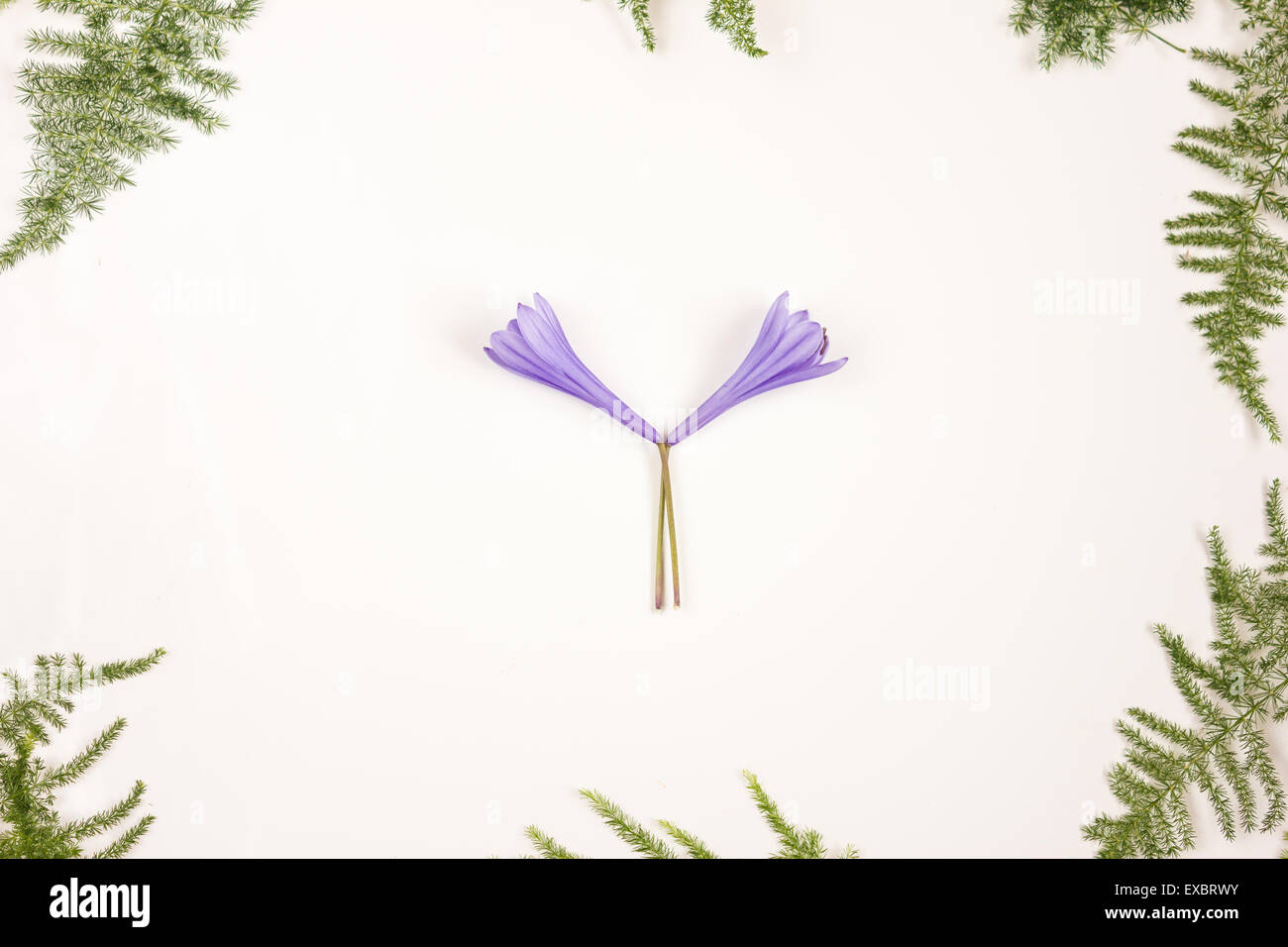 plants forming frame for design Stock Photo - Alamy