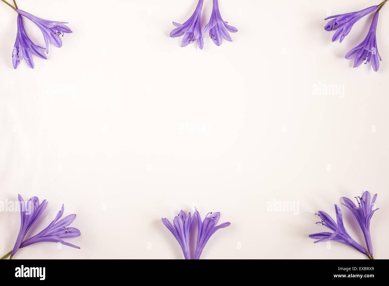 plants forming frame for design Stock Photo - Alamy