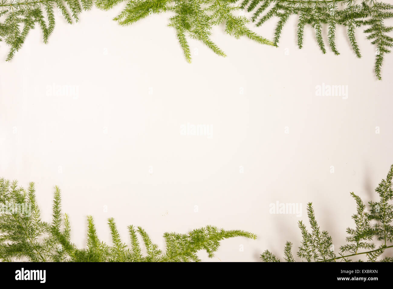 plants forming frame for design Stock Photo - Alamy