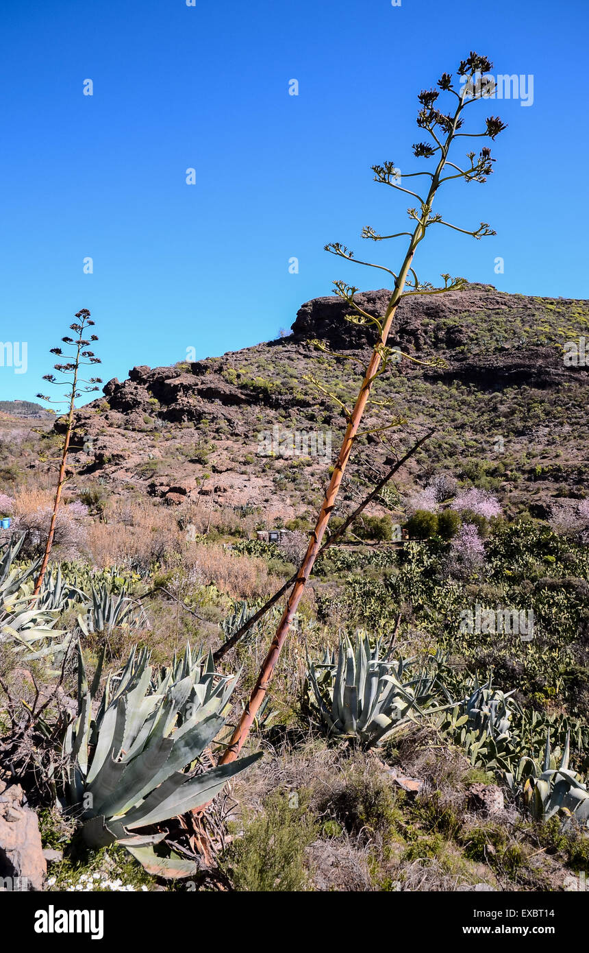 Green Agave Plant Cactus Stock Photo - Alamy