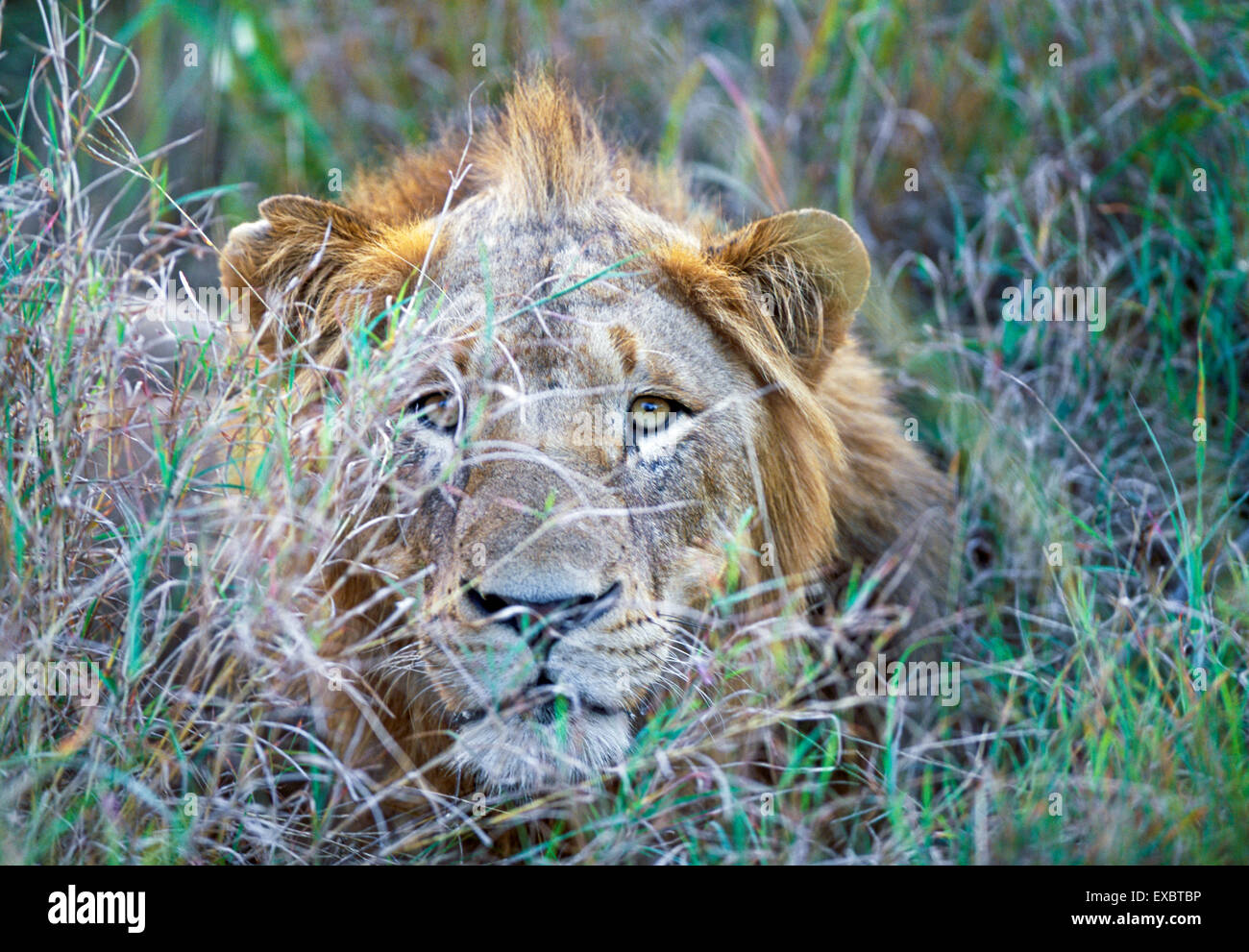 An African lion hiding in the long grass in South Africa Stock Photo ...