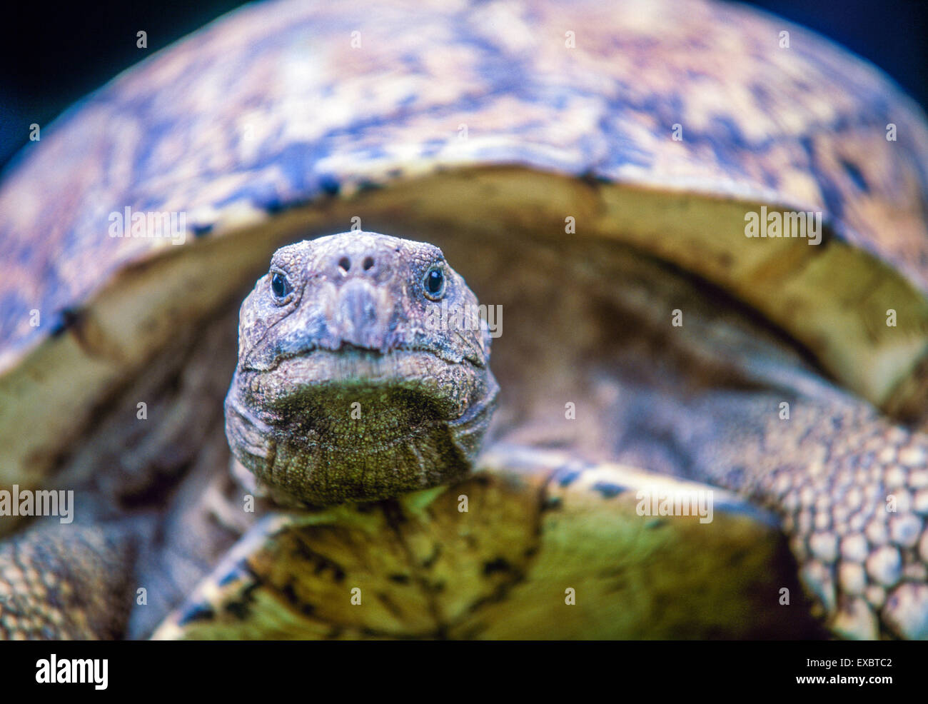 Detailed frontal portrait of an African leopard tortoise Geochelone ...