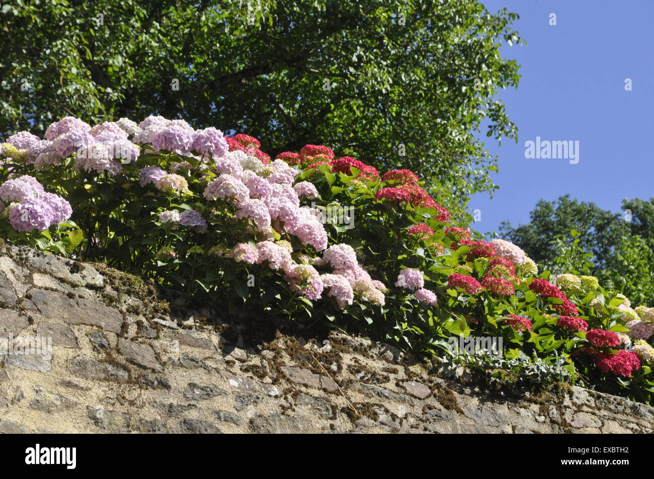 Blue hydrangeas france hi-res stock photography and images - Alamy