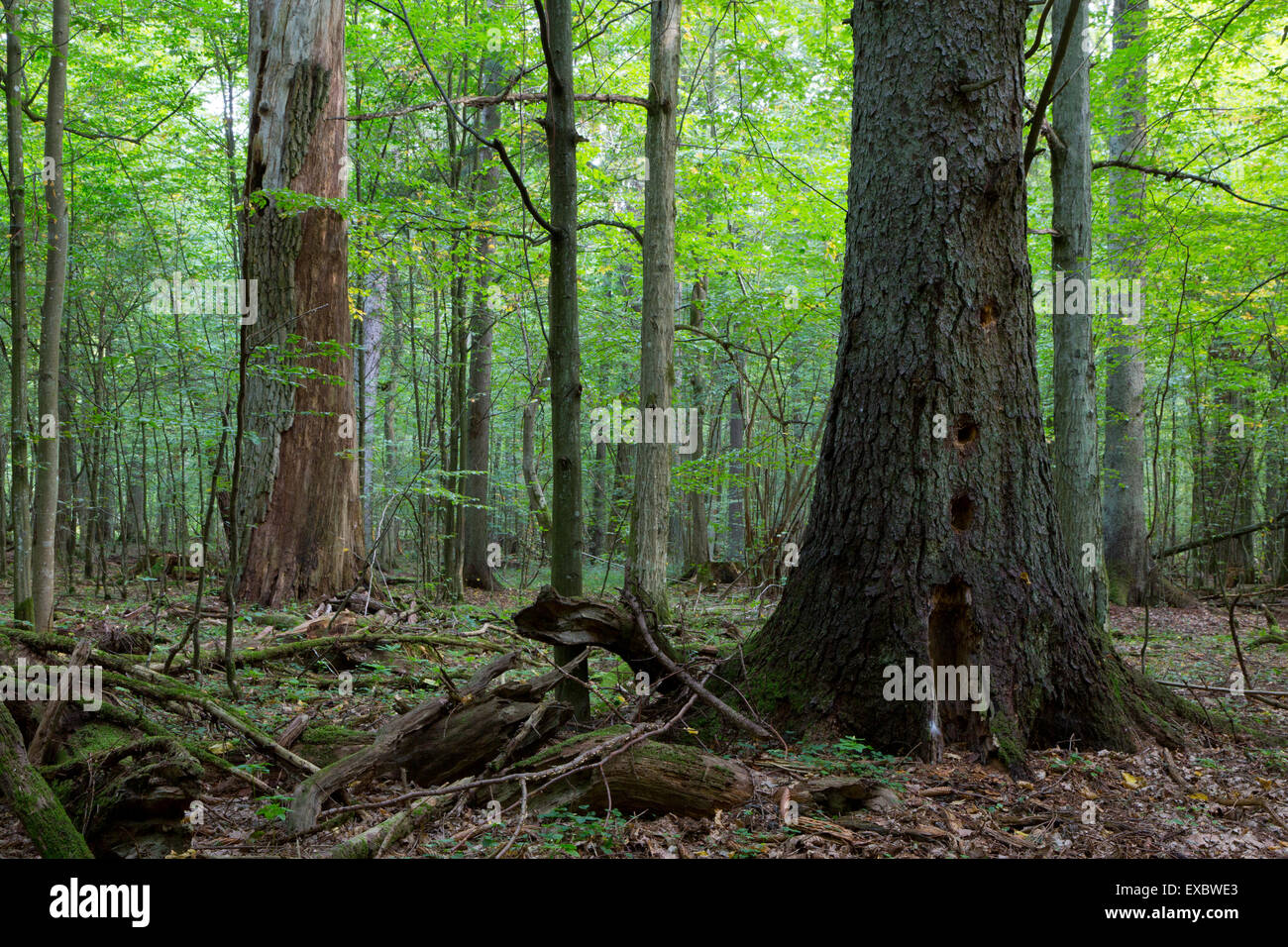 Dead oak tree without bark in morning against juvenile deciduous stand ...