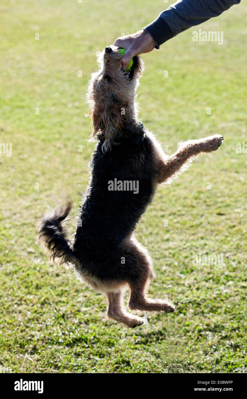 Dog jumping hanging onto ball at play Stock Photo - Alamy