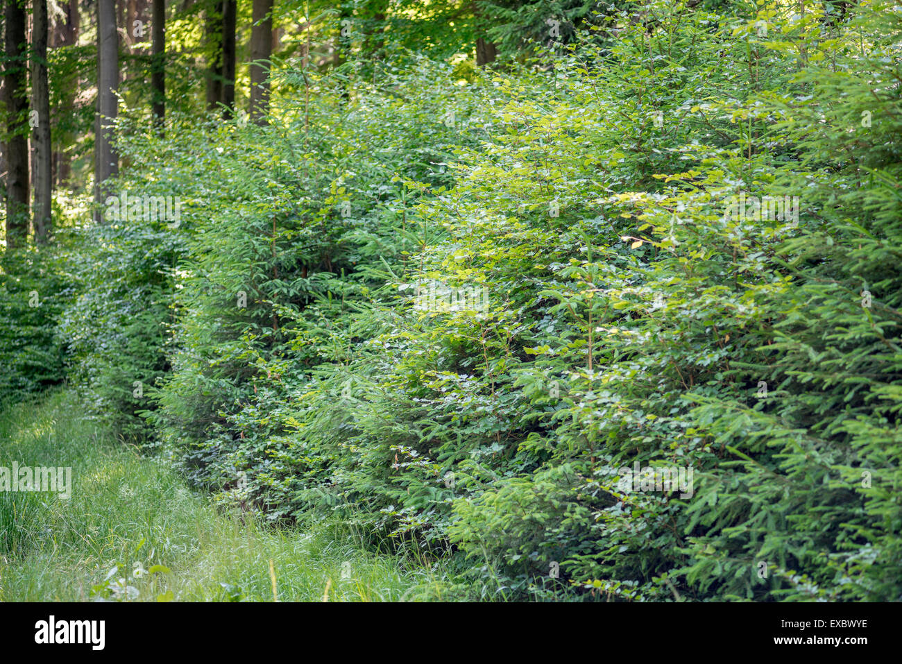 Young beech trees trees in the Northern European summer forest Fagus ...