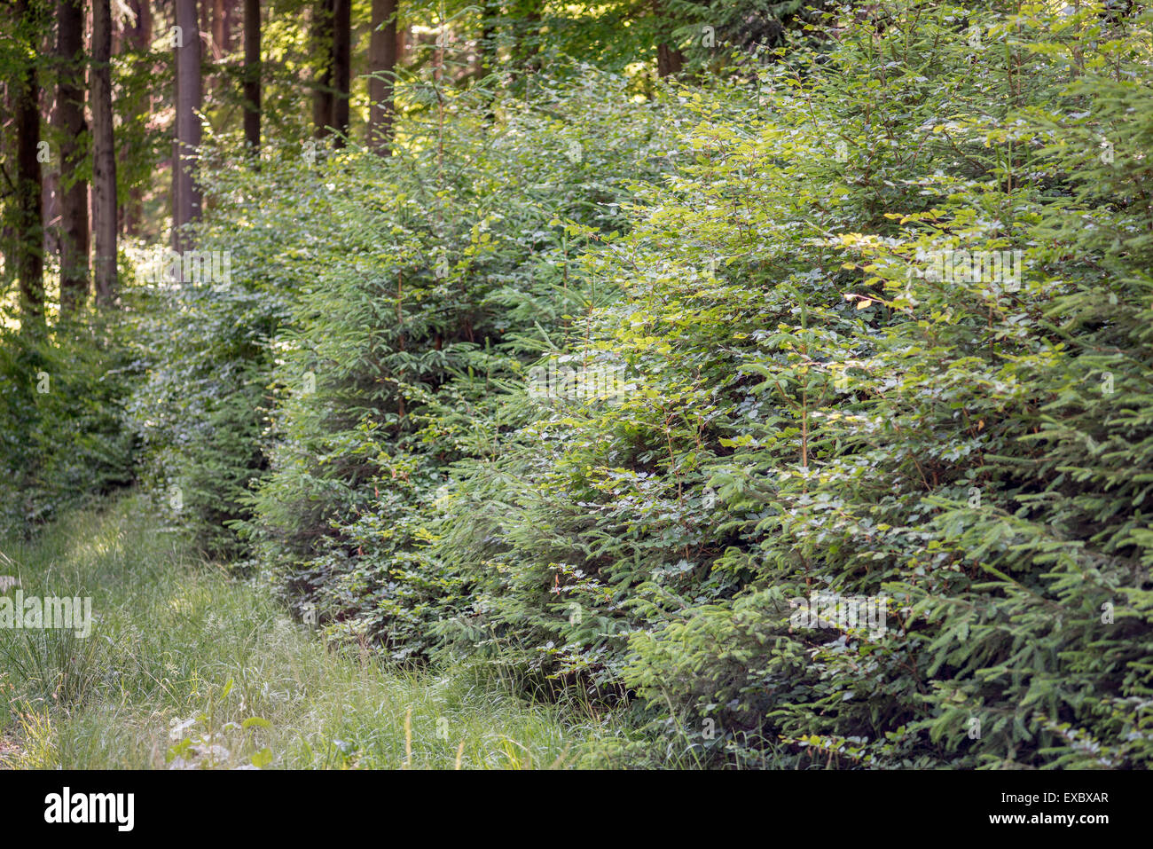 European beech trees hi-res stock photography and images - Alamy