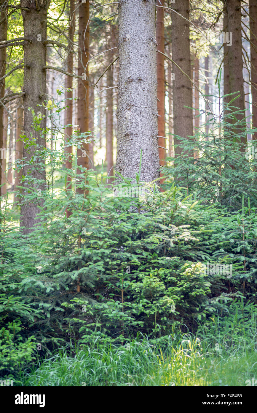 Young spruce trees in the Northern European summer forest Picea abies ...