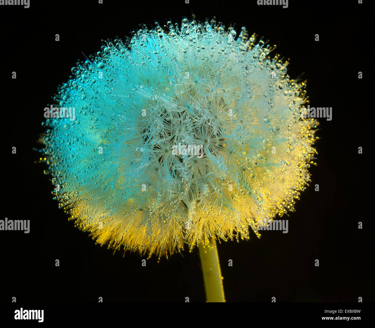 Dandelion flower (Taraxacum) in dew in the morning.(Asteraceae ...