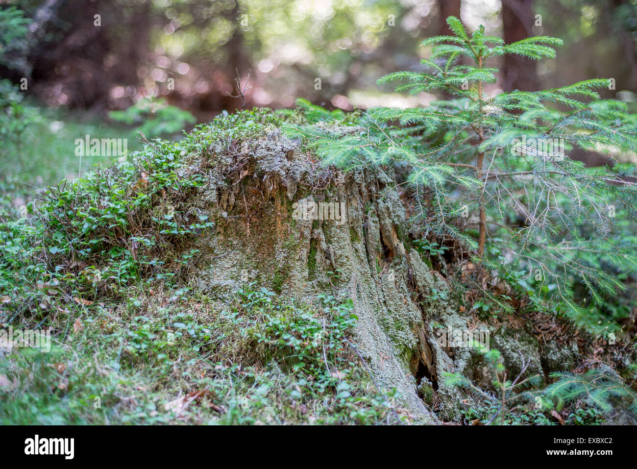Old rotten stump with spruce seedlings,blueberries and lichens Stock ...