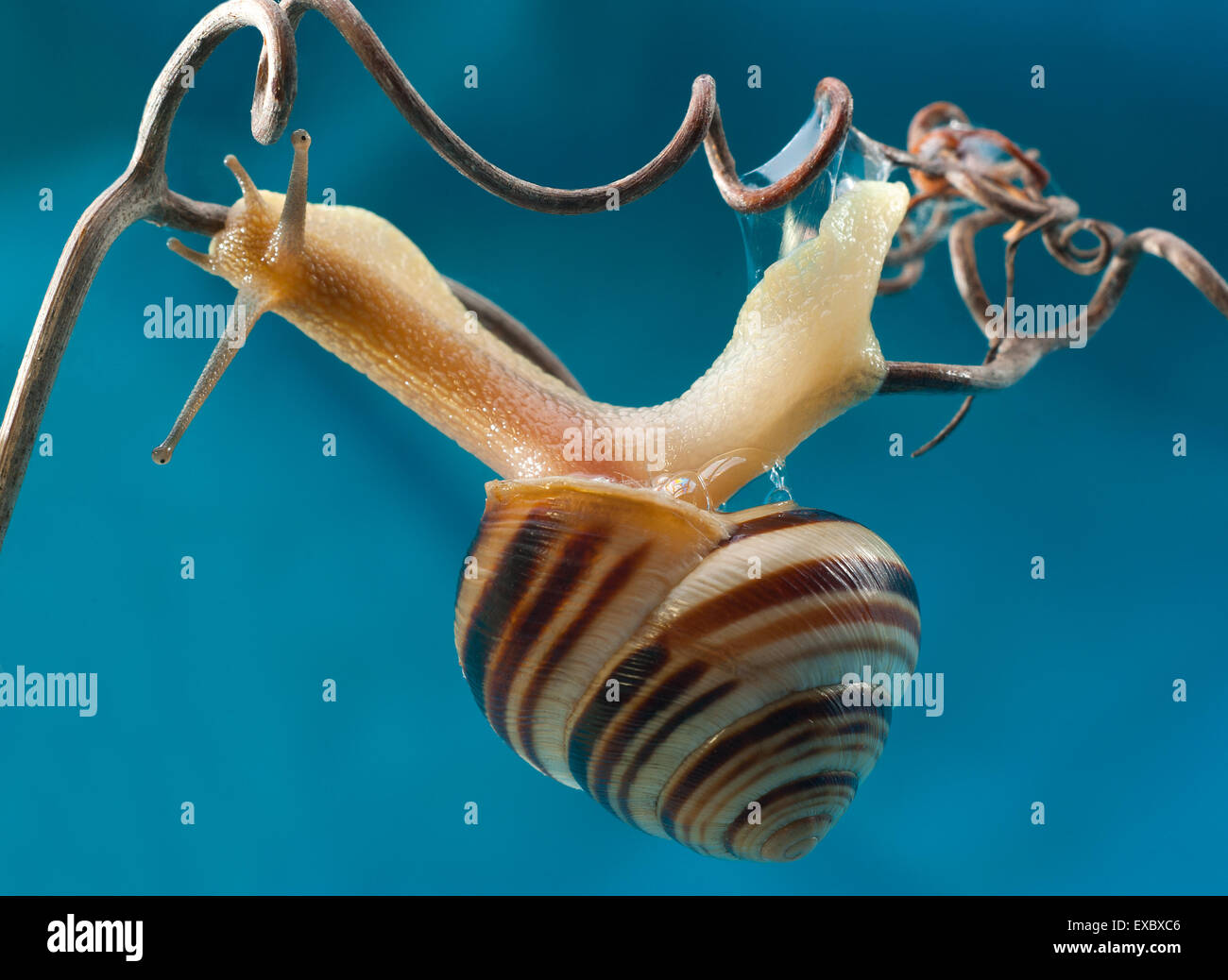 The forest snail (Cepaea nemoralis).Garden snail (Cepaea hortensis ...